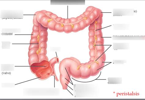 Biology Study Set Peristalsis Terms And Definitions Flashcards Quizlet