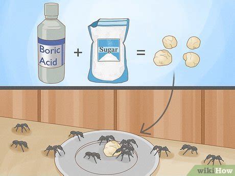 How To Get Rid Of Carpenter Ants Easy Control Prevention