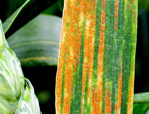 Yellow Rust Symptoms And Management In Wheat Ahdb