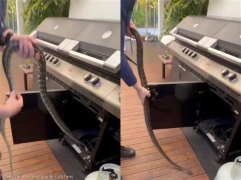 야외 바비큐 기계에 들어가 숨어버린 뱀고기 기다리는 중