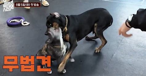 ‘개통령 강형욱 컴백…채널a ‘개와 늑대의 시간 8월 5일 첫방송