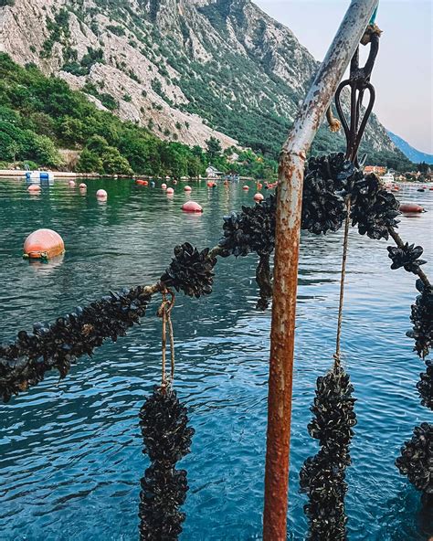Best Things To Do In Kotor Montenegro Taverna Travels