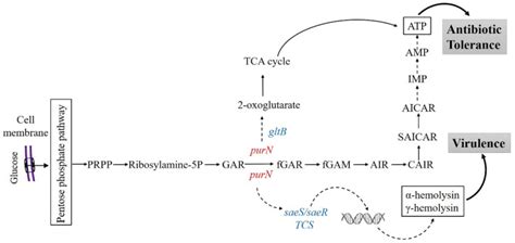 Purn Is Involved In Antibiotic Tolerance And Virulence In Staphylococcus Aureus Pmc