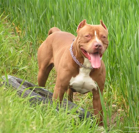 American Pit Bull Terrier Wallpapers - Wallpaper Cave