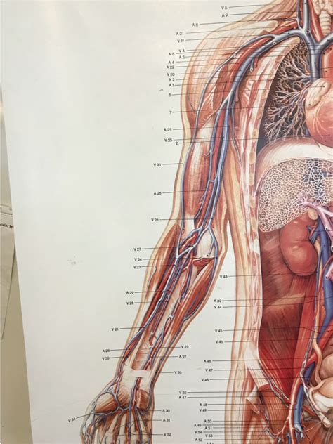 Model Diagram Quizlet
