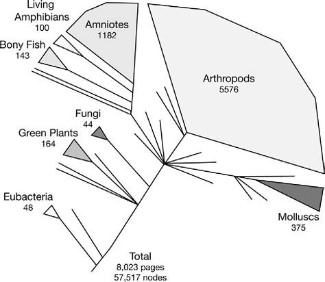 Figure From The Tree Of Life Web Project Semantic Scholar