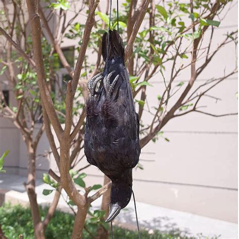 Realistic Hanging Dead Crow Decoy Lifesize Extra Large Crow Feathered