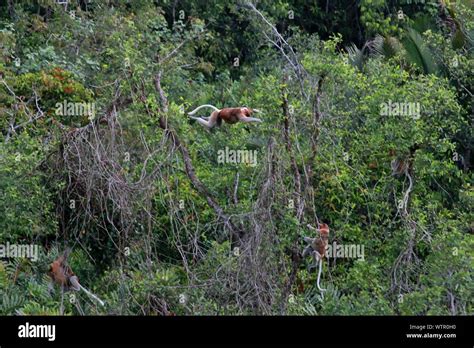 Monkey Trees Jumping High Resolution Stock Photography And Images Alamy