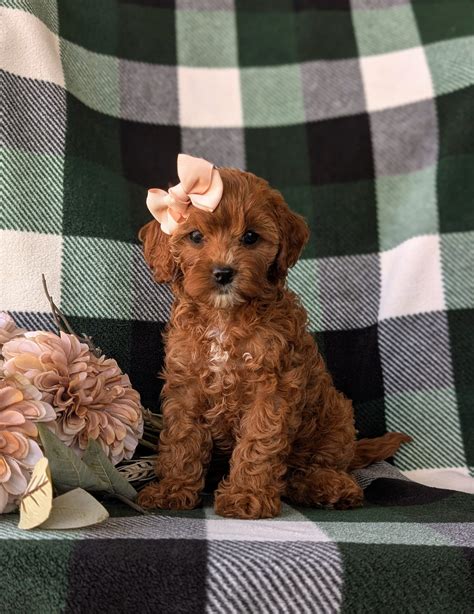 Janelle Hypoallergenic Cockapoo Puppy For Sale In Lincoln University