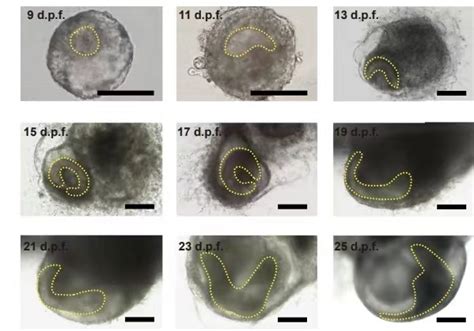 科学家成功实现食蟹猴胚胎体外25天培养四川在线