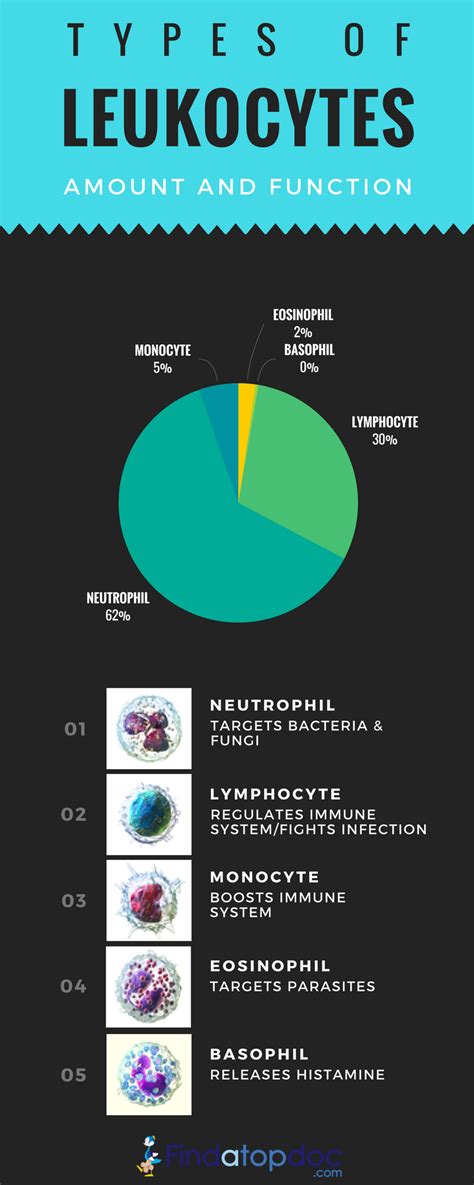 [infographic] Types Of Leukocytes Amount And Function