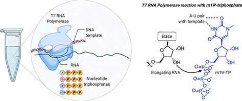 The Application Of Pseudouridine In Mrna Modification Boc Sciences