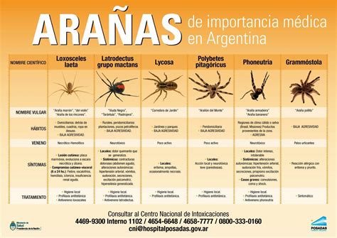 Para Conocer Tipos De Arañas Picaduras De Insectos Arañas