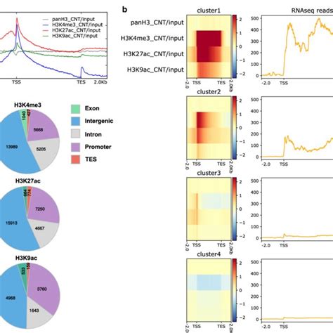 Global Histone Modifications Across Gene Bodies In Hydra A Average