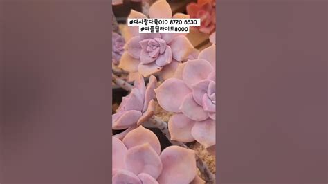 다사랑다육010 8720 6530 퍼플딜라이트초보다육多肉植物 Youtube