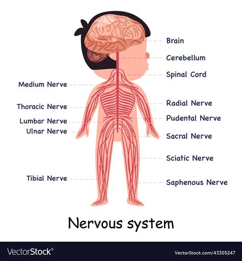 Nervous System Nerve Body Anatomical Royalty Free Vector