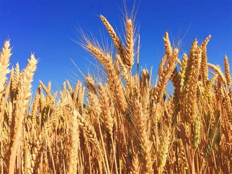 Oats Versus Wheat Whats The Difference