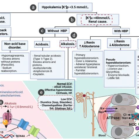 Hypokalemia Diagnostic Algorithm K Potassium Hbp High Blood Download Scientific Diagram Hypokalemia Diagnostic Algorithm K Potassium Hbp High Blood Download Scientific Diagram