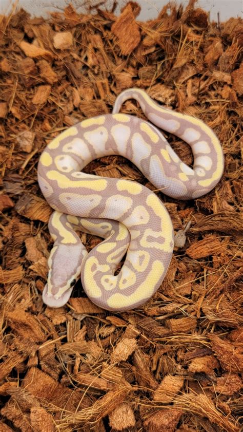 Pastel Enchi Banana Het Pied Ball Python By Morph Jungle Morphmarket