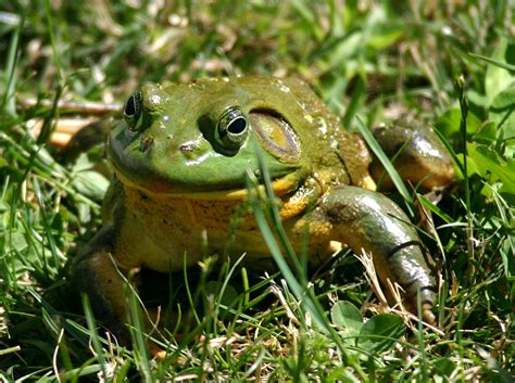 New Name Of Bullfrog At Dorothy Boots Blog