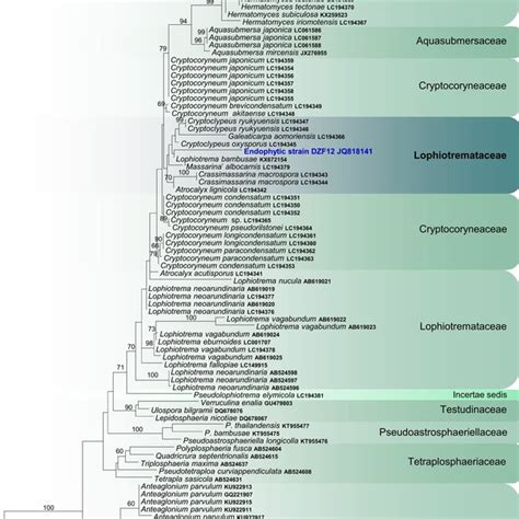 Raxml Tree Based On Analysis Of A Dataset Of Its Partial Sequence Data