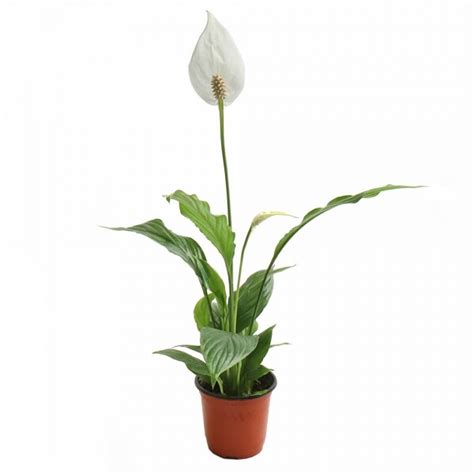 스파티필름 소품 하우숩