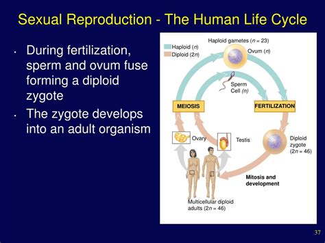 Ppt Meiosis And Sexual Life Cycles Powerpoint Presentation Free