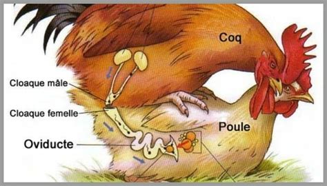 Birds Mating Free Facts Do Birds Know How To Mate