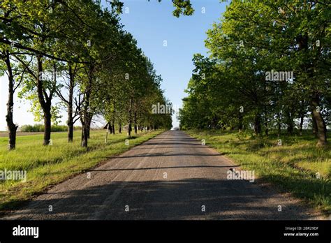 Tree Lined Road Into The Distance Road And Tunnel Trees Stock Photo Alamy