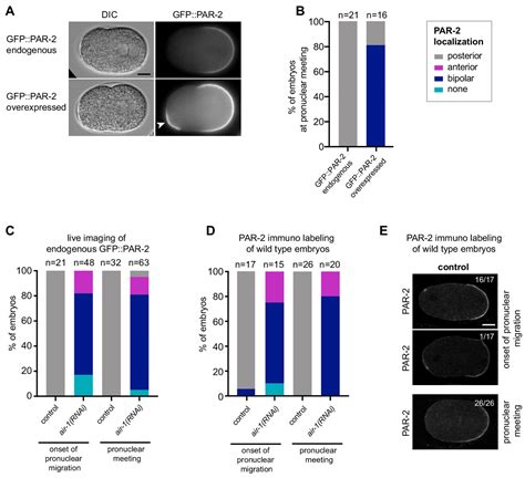 Figures And Data In Aurora A Depletion Reveals Centrosome Independent