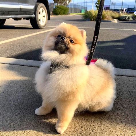 Even She Thinks Shes Magnificent Rpomeranians