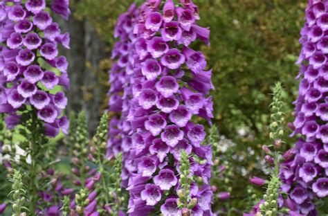 Fertilizing Foxglove | Plant Addicts