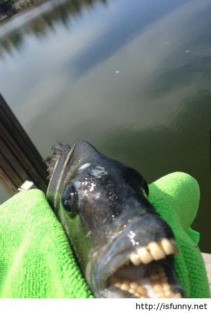 Fish With Human Like Teeth