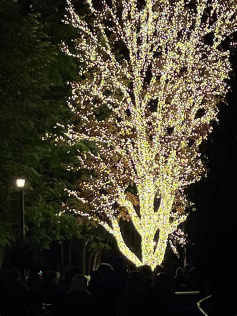 Found A Irl Erd Tree Reldenring