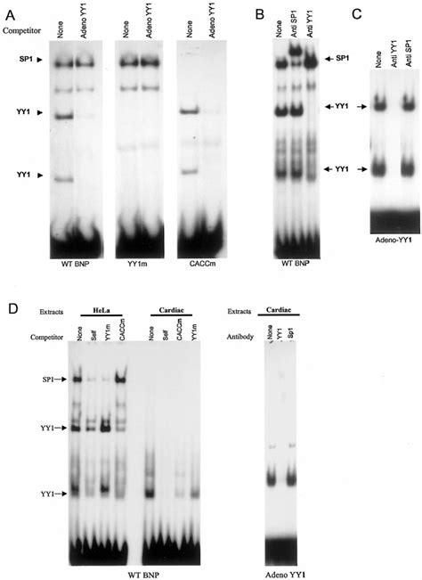 Identification Of Sequencespecific Dna Binding Proteins That Interact