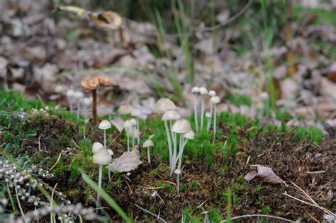 How To Take Better Mushroom Photos 1 Solving The Light Puzzle
