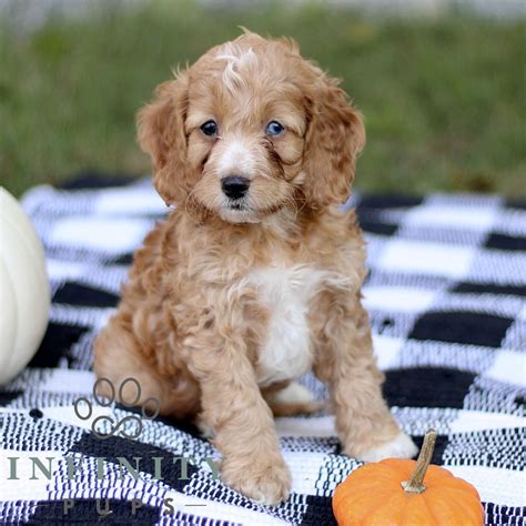 Cockapoo Infinity Pups