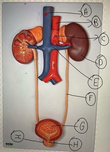 Urinary System Lab Flashcards Quizlet