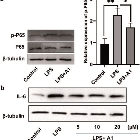 BV2 cells were pretreated with 10 μM A1 for 2 h and then treated with ...