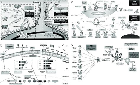 Proposed Mechanisms For Pregnancy Related Hormone Dependent HLA G Gene Download Scientific