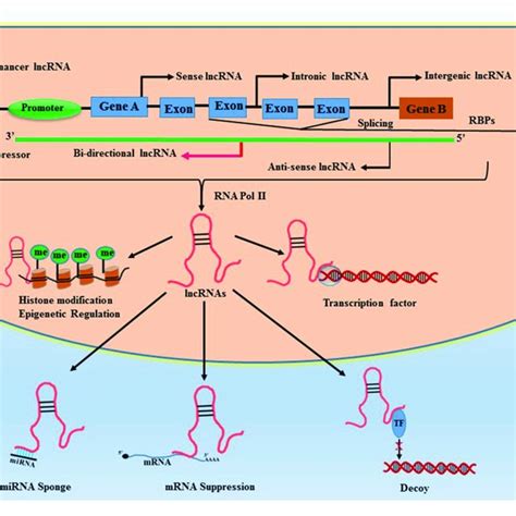 Synthesis And Processing Of Pi Rna Piwi P Element Induced Wimpy Download Scientific Diagram