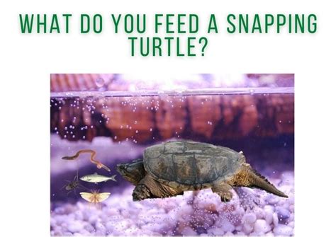 Alligator Snapping Turtle Diet