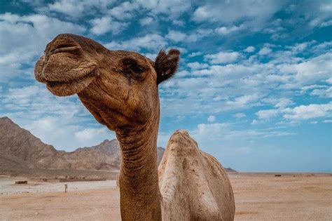 Spring Boot And Apache Camel Navigating The Data Processing Desert