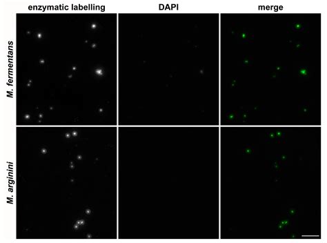 Mycoplasma Dapi