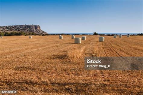 아름 다운 파노라마 보기 밀 짚 분야에 Bales과 아이 아 나파와 유선 그레코 키프로스 섬 지중해의 바다 해안 근처에 밝은 화창한 날 0명에 대한 스톡 사진 및 기타