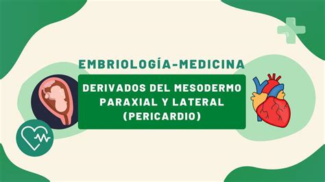 Derivados Del Mesodermo Paraxial Y Lateral Pericardio