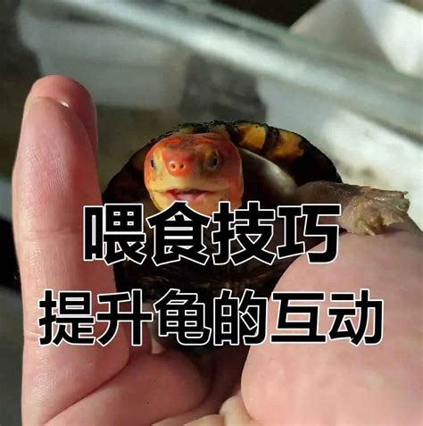 养龟三年才发现，原来乌龟可以当狗撸龟友10天驯龟术