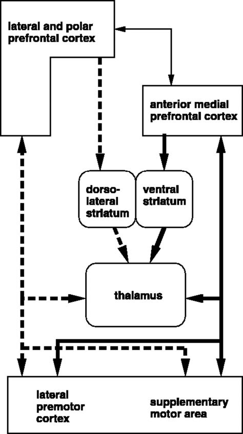 Dissociating The Role Of The Medial And Lateral Anterior Prefrontal Cortex In Human Planning Pnas