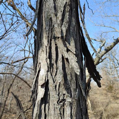 Shagbark Hickory Bark Buy Online Foraged