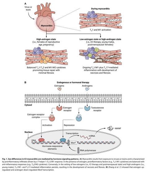 Sex Hormones May Account For Sex Differences Observed In The